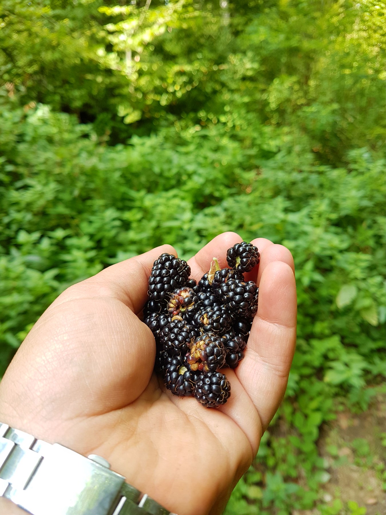 Replacing Skopje with Berovo and Its Nature: The Story of Dushica, the ...